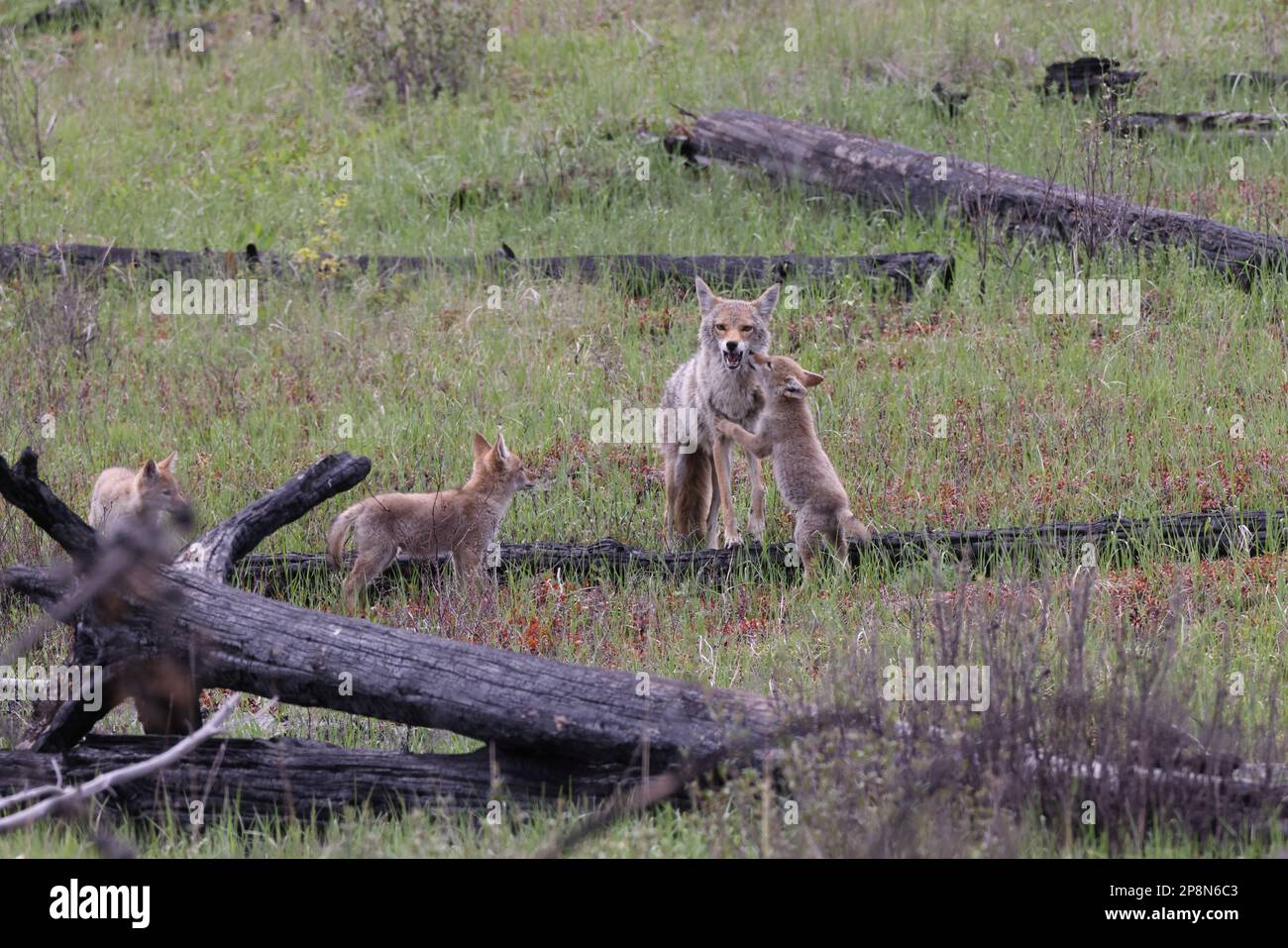 female coyote with young alberta canada Stock Photo - Alamy