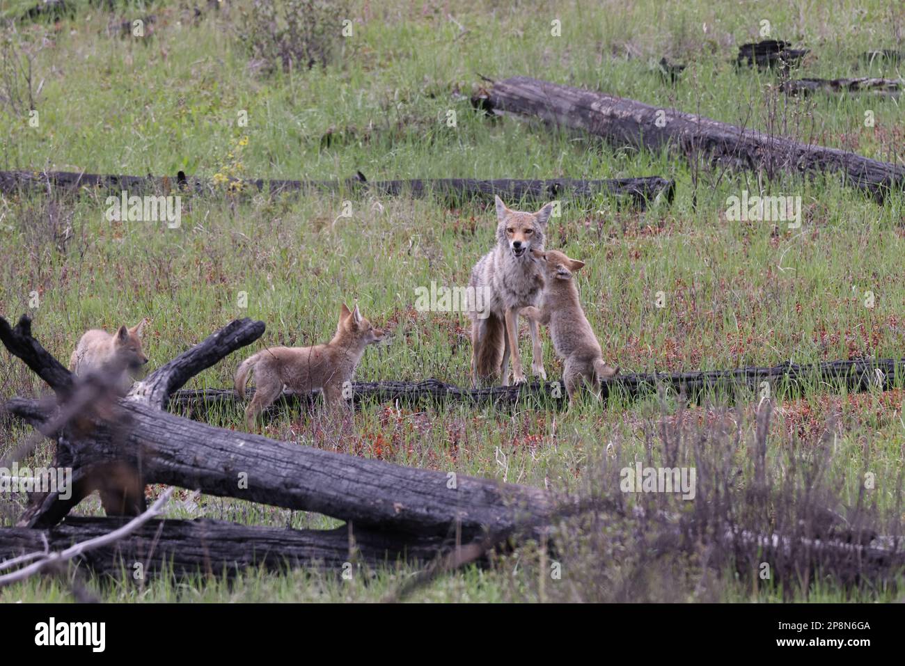female coyote with young alberta canada Stock Photo - Alamy