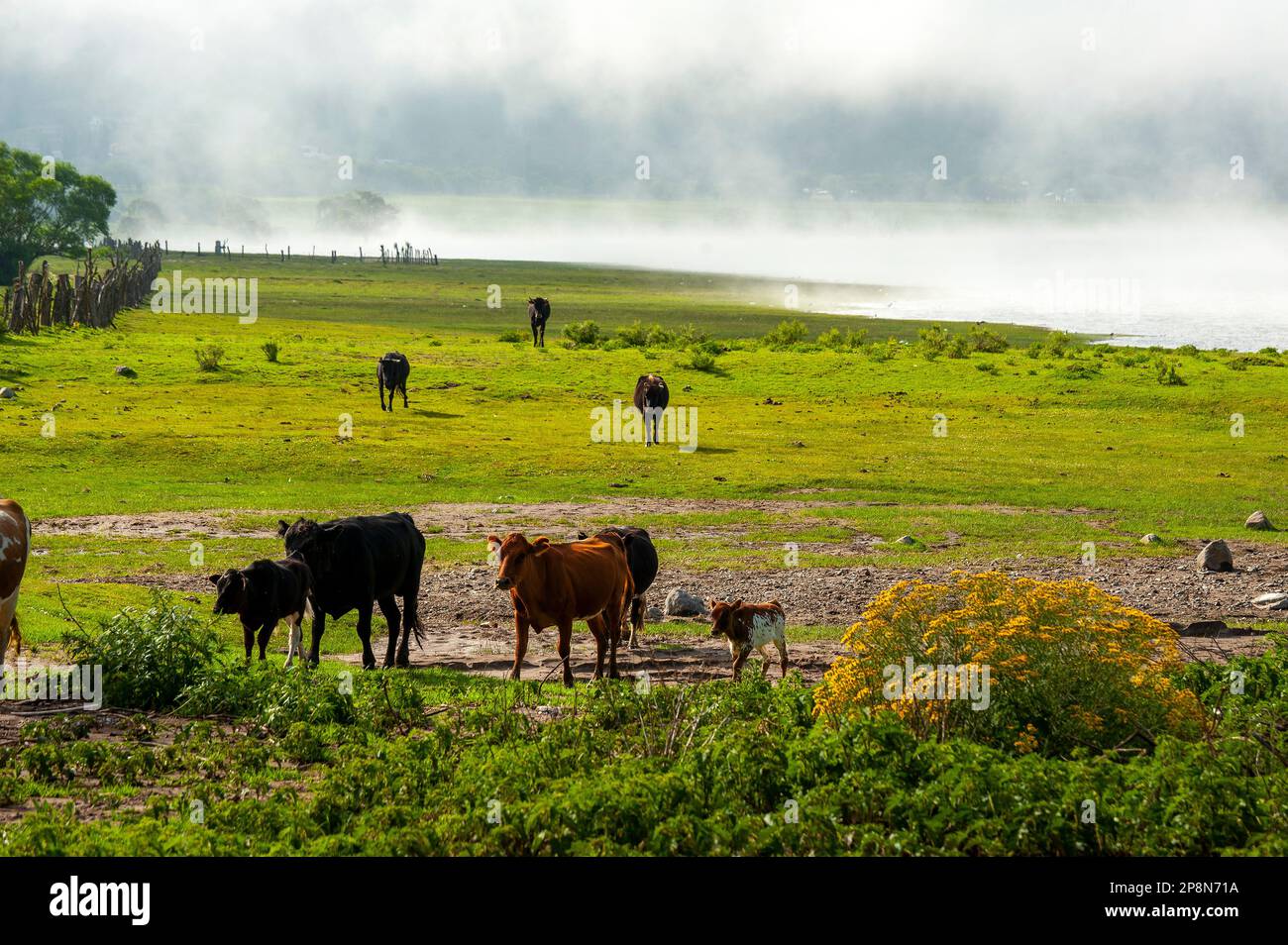 Cows grazing at the shores of La Angostura lake, rural landscape at El ...