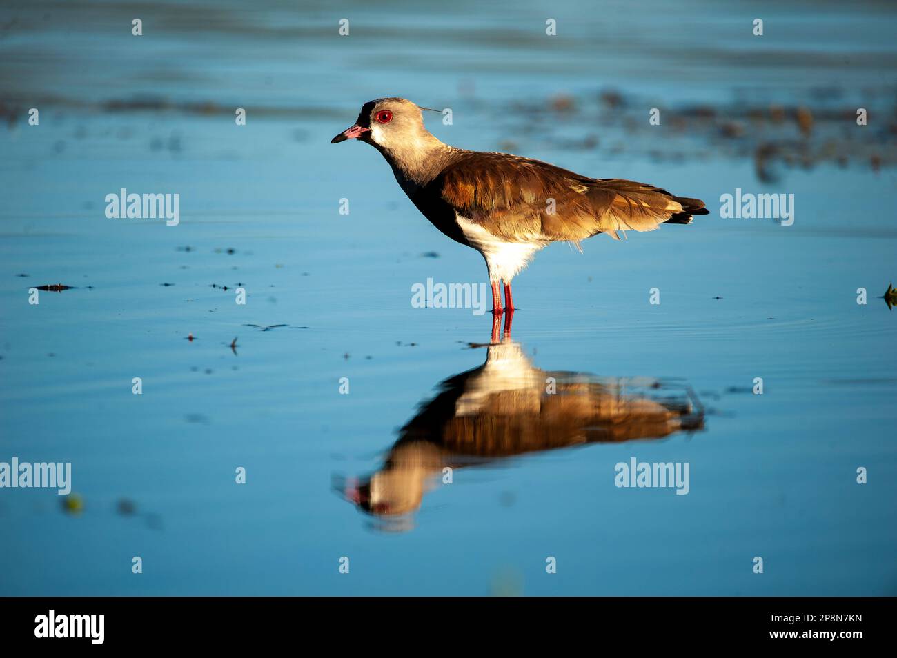 Southern Lapwing (Vanellus chilensis) at La Angostura lake, El Mollar ...