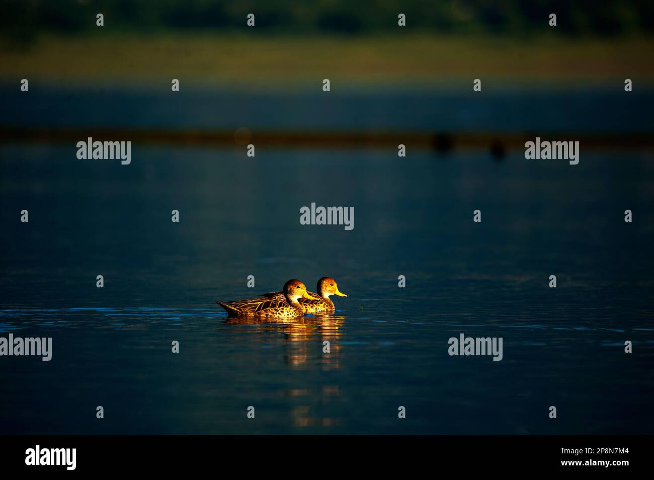 Yellow-billed Pintail (Anas georgica spinicauda) is a widespread ...