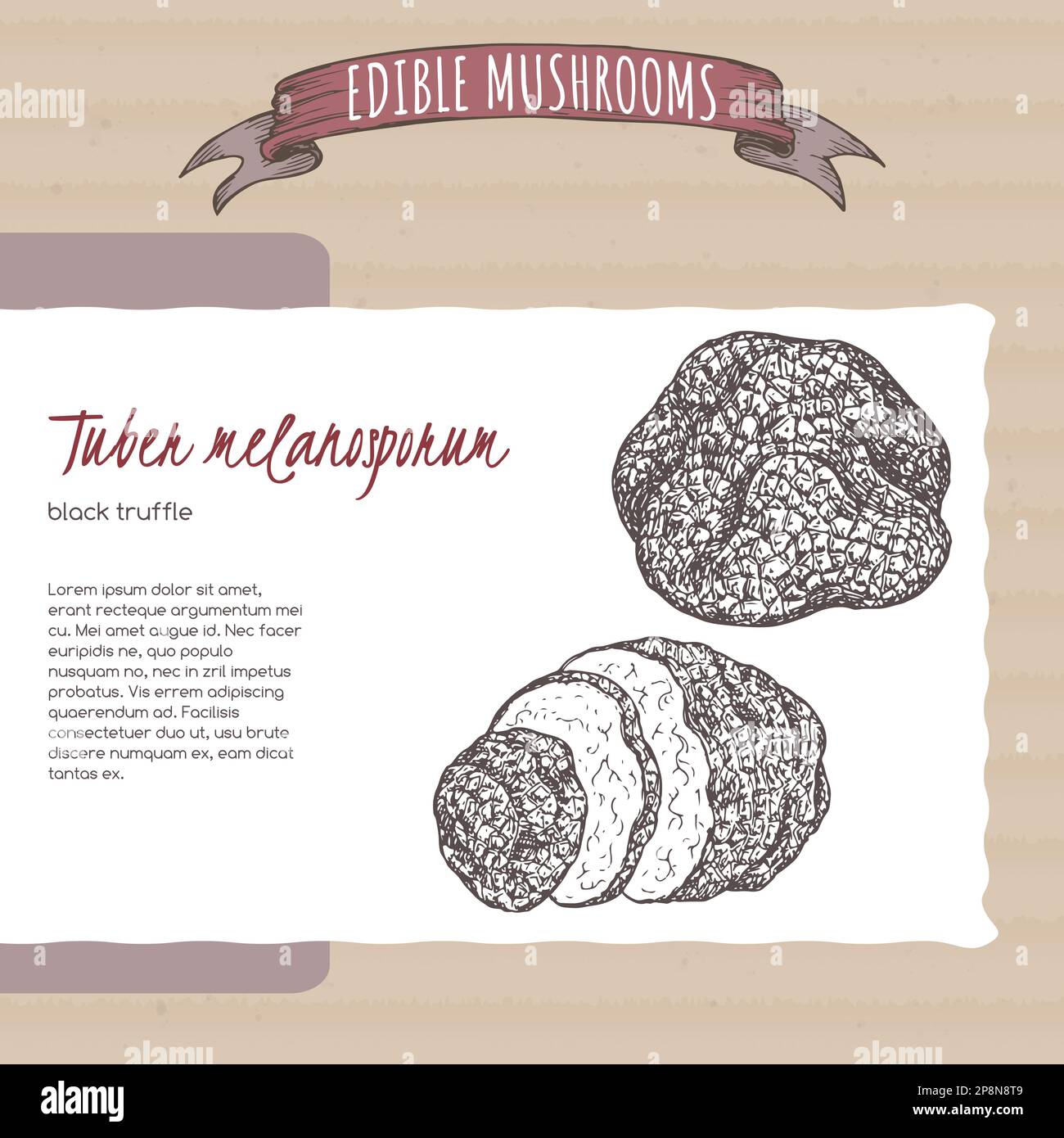 Tuber melanosporum aka black truffle sketch on cardboard background ...