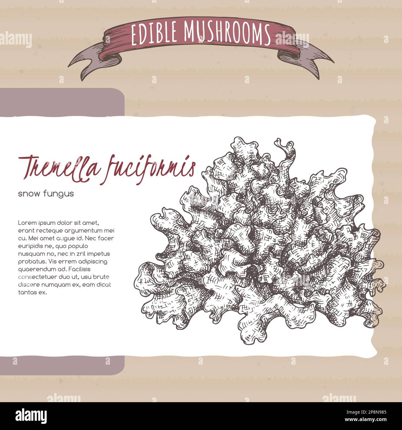 Tremella fuciformis aka snow fungus sketch on cardboard background ...