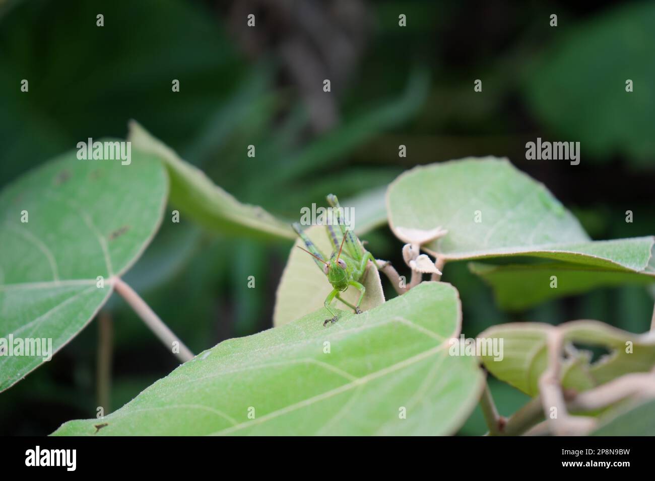 Green smiling grasshopper with googly eyes on top of a green leaf ...