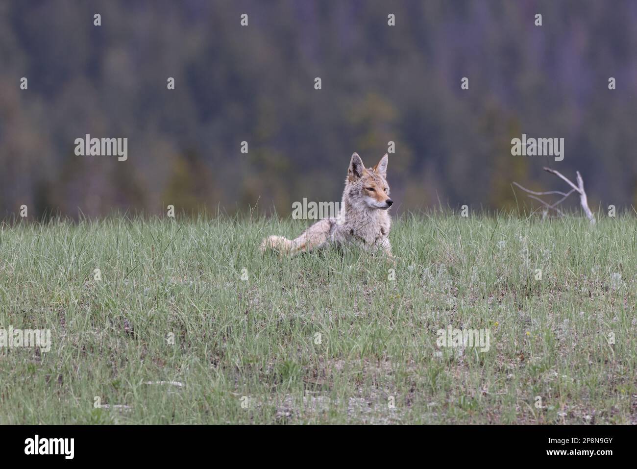 coyote (Canis latrans) alberta canada Stock Photo - Alamy