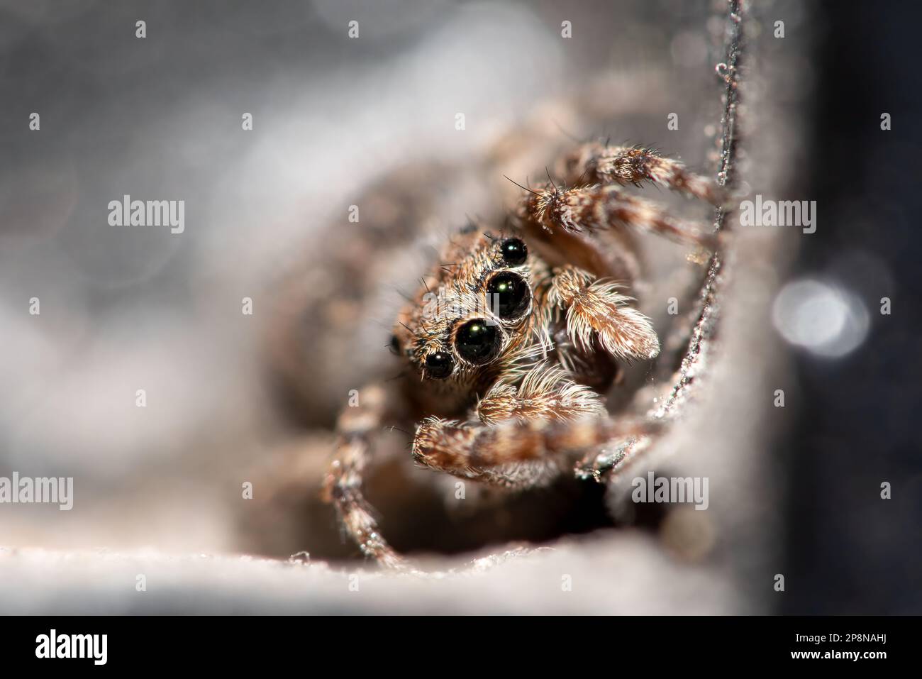 macro photo of spider Stock Photo - Alamy