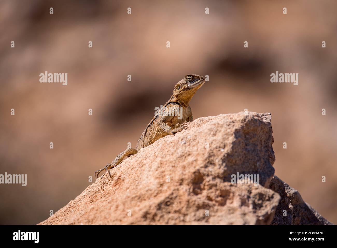 lizard on the rock Stock Photo - Alamy
