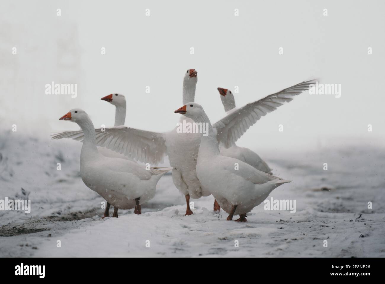 White Embden Geese Flapping Angel wings in Wintery Snow, Christmas ...