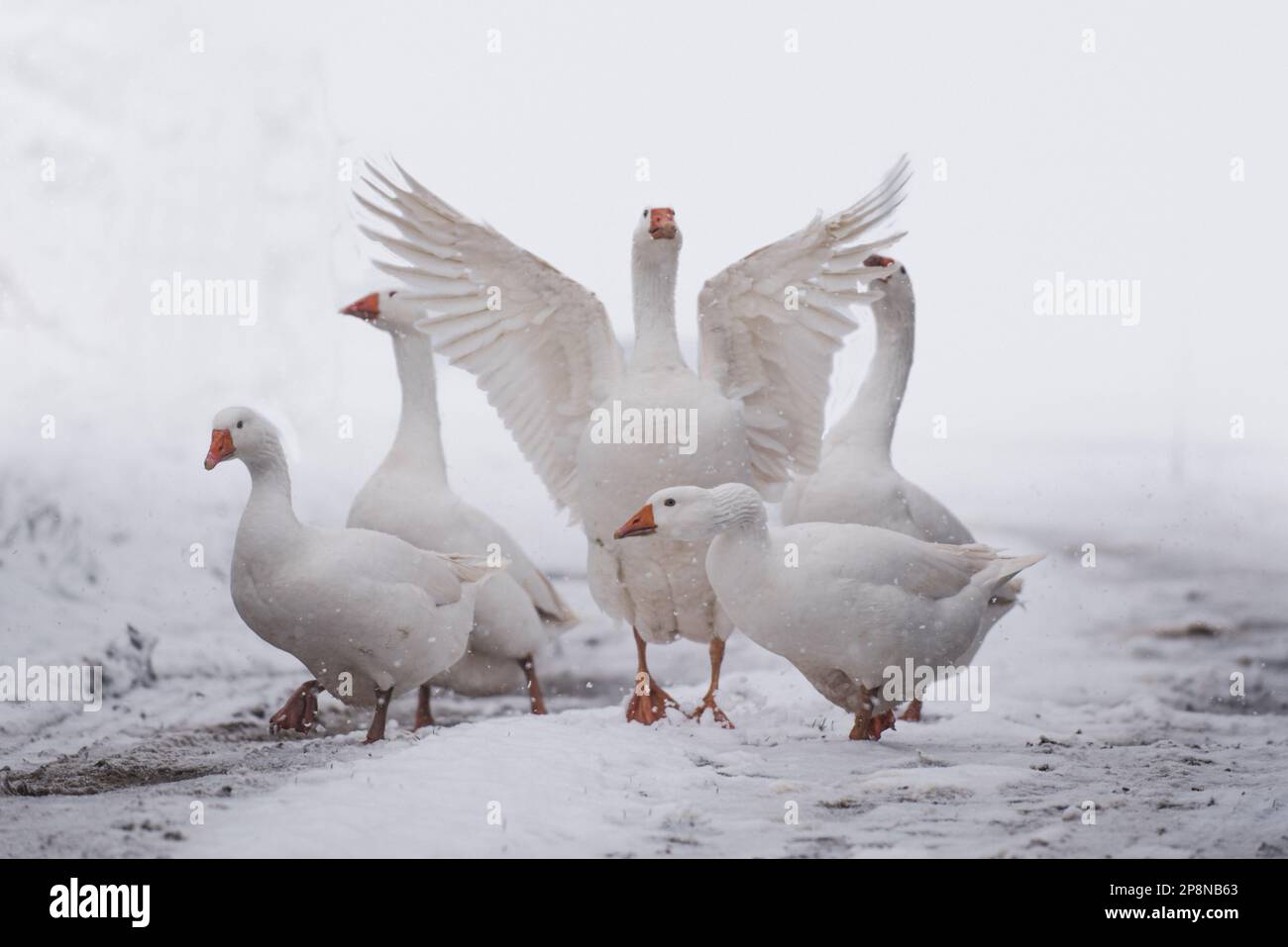 White Embden Geese Flapping Angel wings in Wintery Snow, Christmas ...
