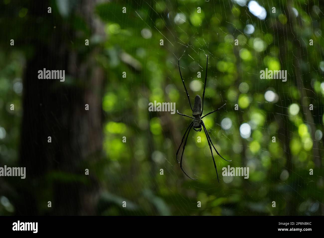 Long-legged black spider on a woven web. With a faded forest background ...