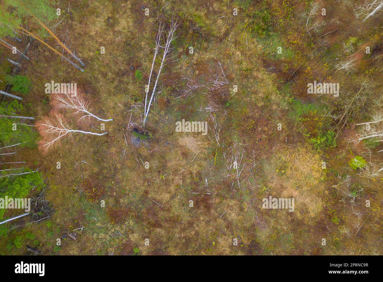 Drone top down view of old logging site in the middle of forest during ...