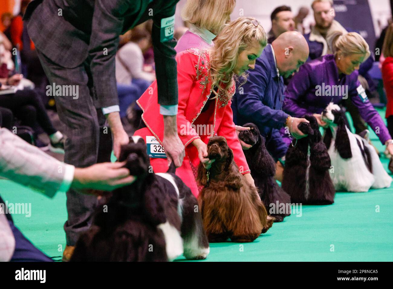 Birmingham, UK. 9th Mar, 2023. American Cocker Spaniels line up for ...