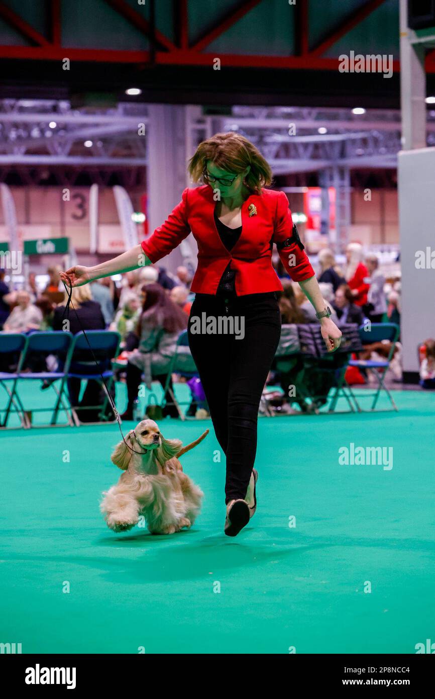 Birmingham, UK. 9th Mar, 2023. An American Cocker Spaniel strides out ...