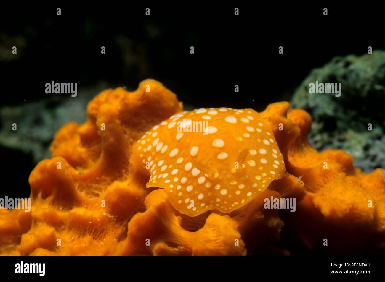 Phyllidia flava. Capo Caccia. Alghero. Italia Stock Photo - Alamy