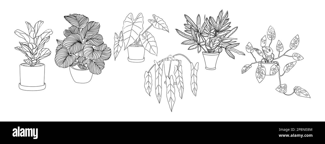 Set of Houseplants outline drawing vector isolated Stock Vector Image ...