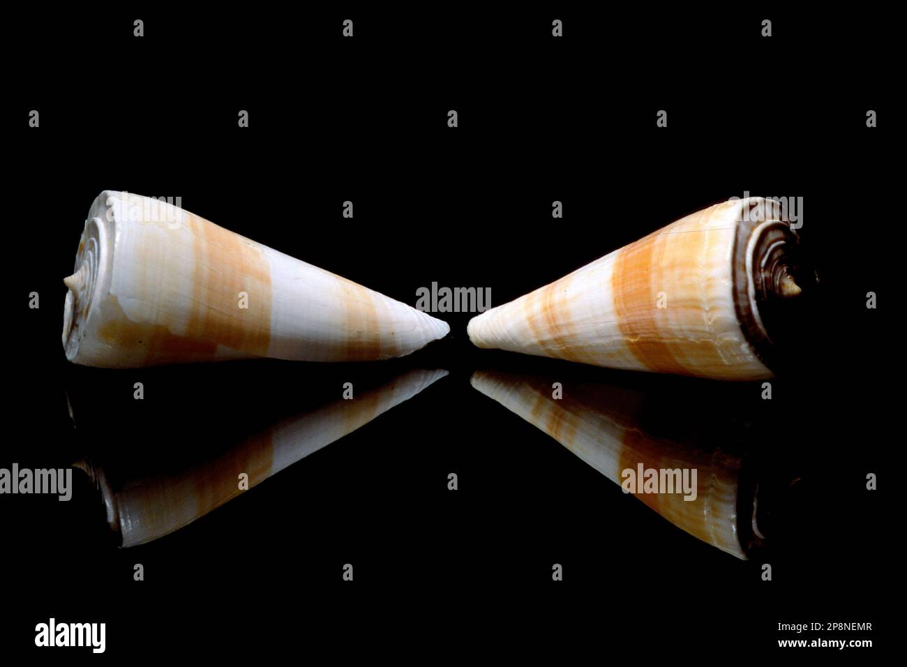 Sea shell Conus queenslandis. Cono. Queensland, Australia Stock Photo ...