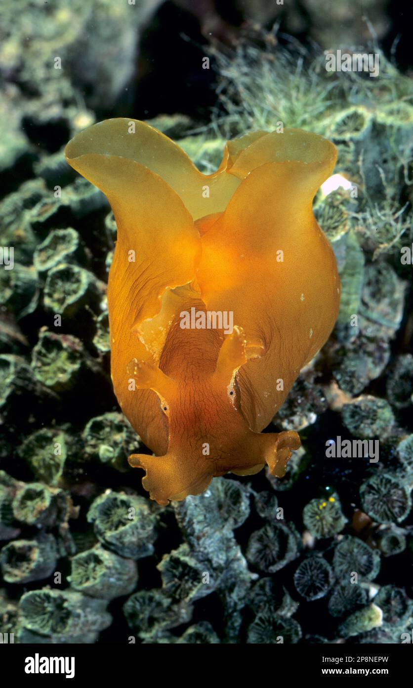 Opistobranchi hi-res stock photography and images - Alamy