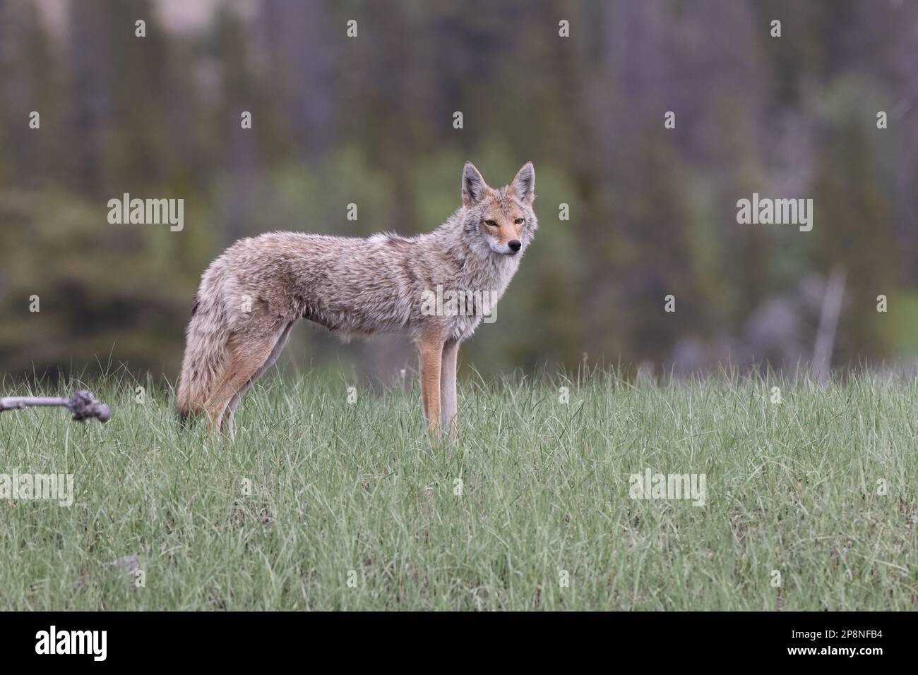coyote (Canis latrans) alberta canada Stock Photo - Alamy