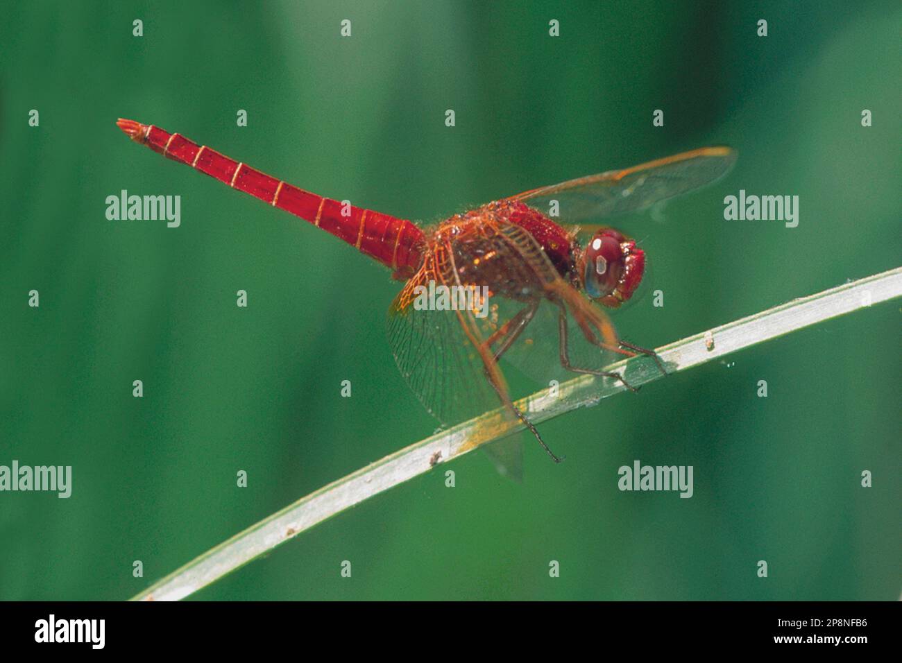Libellula, dragonfly, Crocothemis erythraea , sardegna, Italia Stock ...