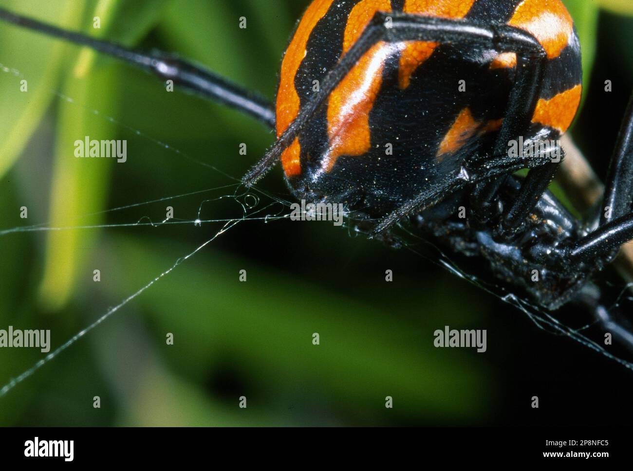 close up of Black widow spider, Latrodectus tredecimguttatus Stock ...