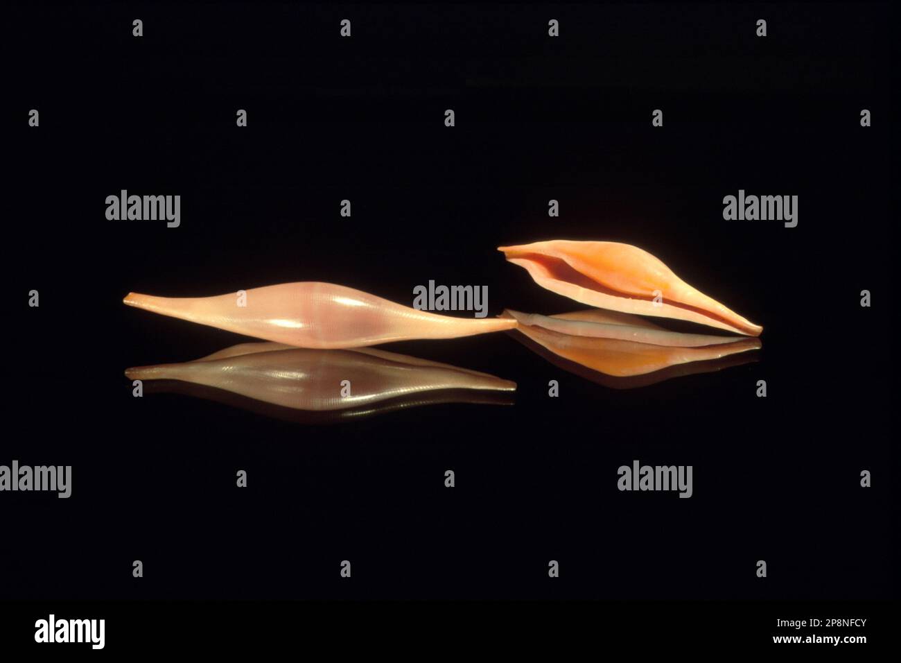 Simnia snail hi-res stock photography and images - Alamy