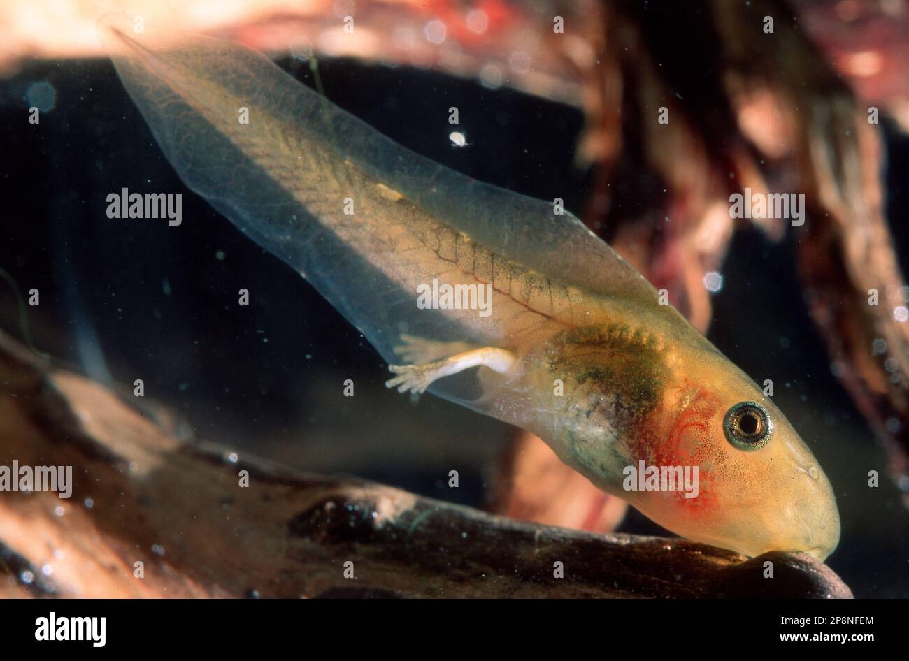 European tree frog Hyla arborea Treefrog Tadpoles Pollywogs Pollywog ...