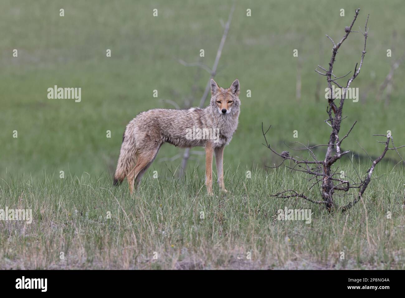 coyote (Canis latrans) alberta canada Stock Photo - Alamy
