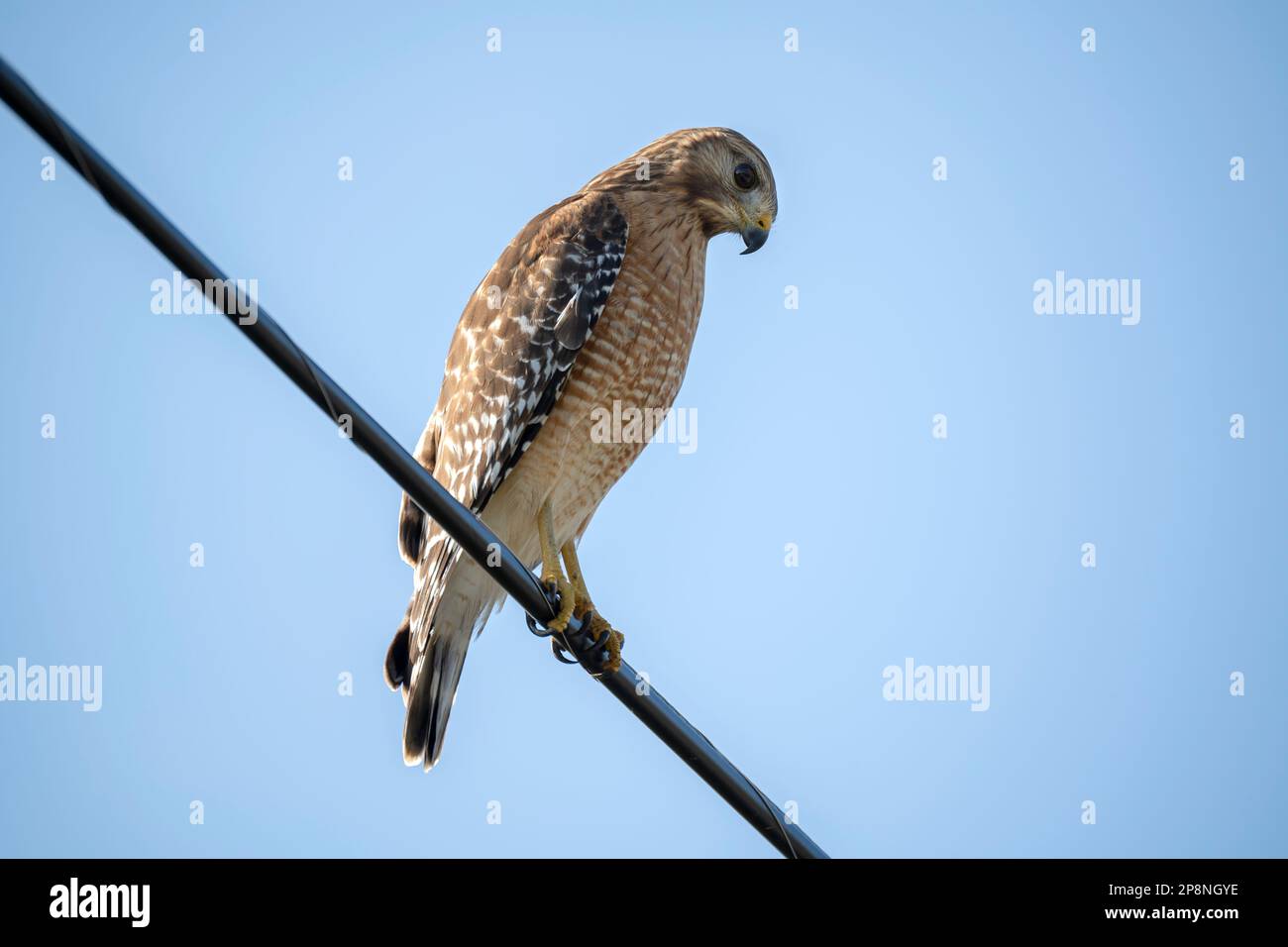 The red-shouldered hawk bird perching on electric cable looking for ...