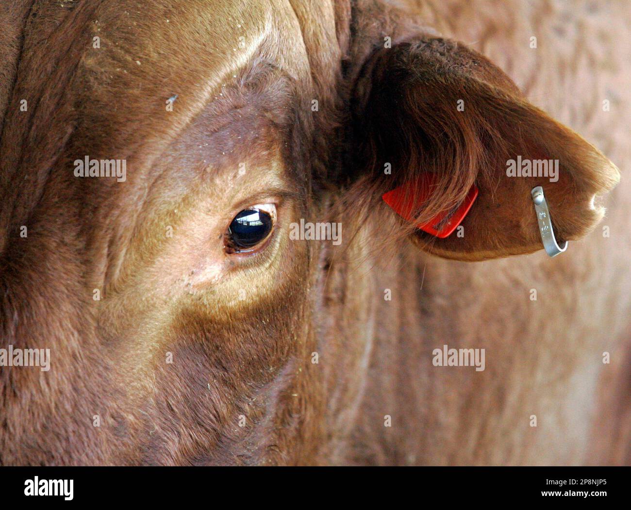Ear Notching Cattle