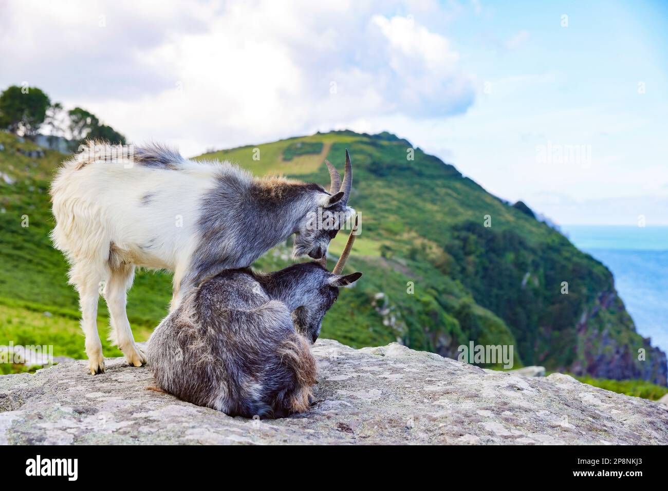Valley of rocks goat hi-res stock photography and images - Alamy