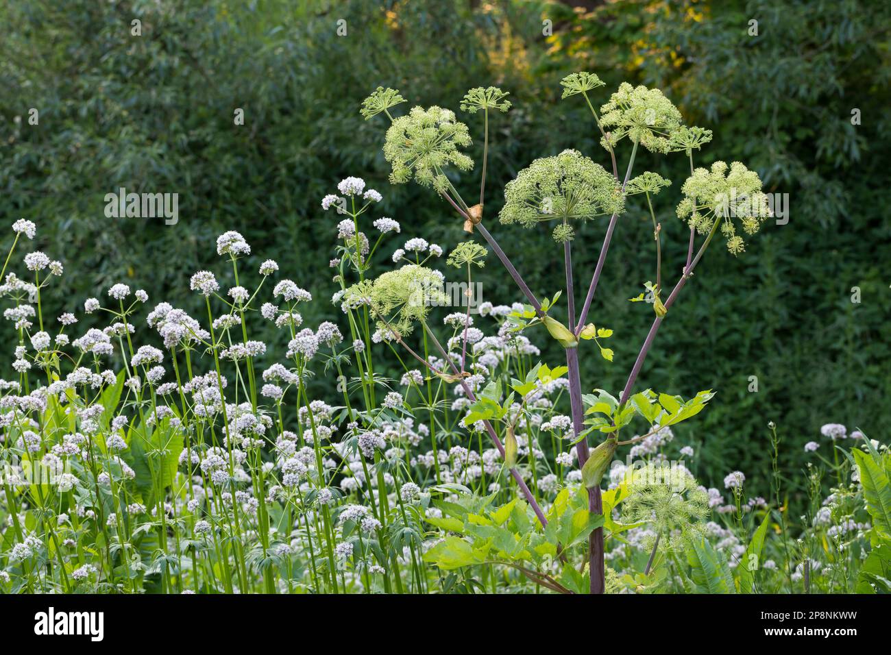 Arznei-Engelwurz, Echte Engelwurz, Angelica archangelica, Archangel ...