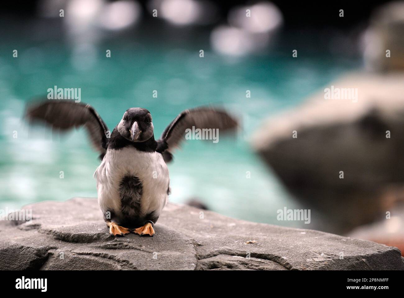 An Atlantic puffin flutters in his new enclosure at the Daehlhoelzli ...