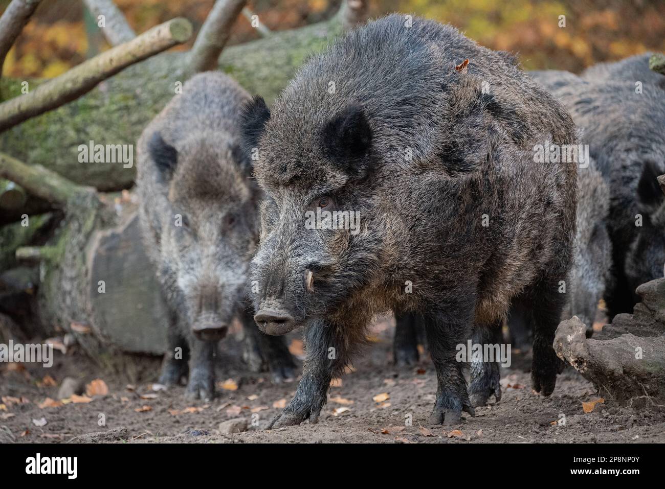 wild boar in the woods Stock Photo - Alamy