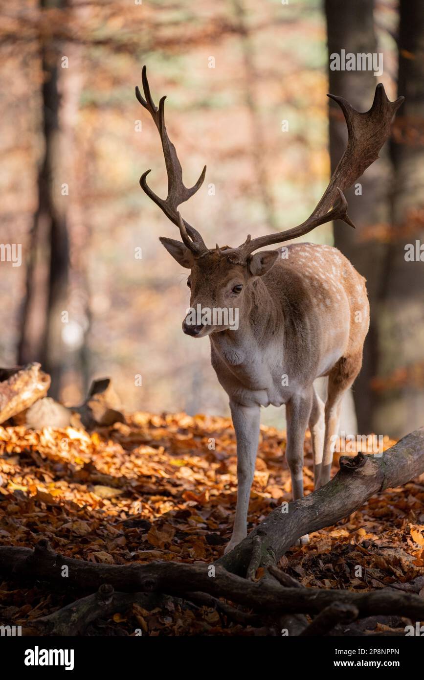 deer in the forest Stock Photo - Alamy