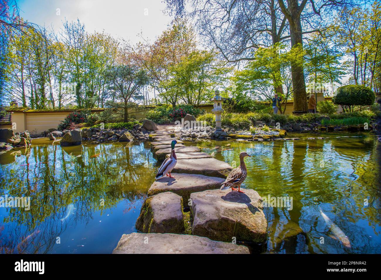 a couple of ducks "meet" on the stepping stones and huge KOI carps in ...