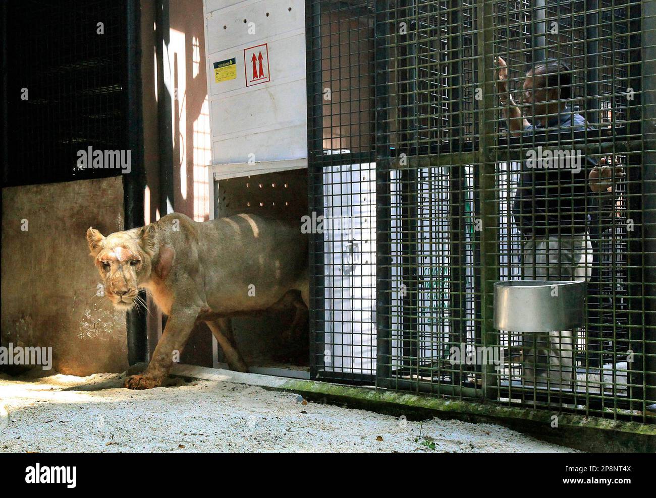 Asian lion Amba, 4, walks out of her crate after arriving from the ...