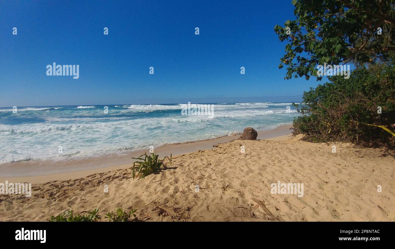 A tranquil sandy beach scene featuring lush vegetation and turquoise ...