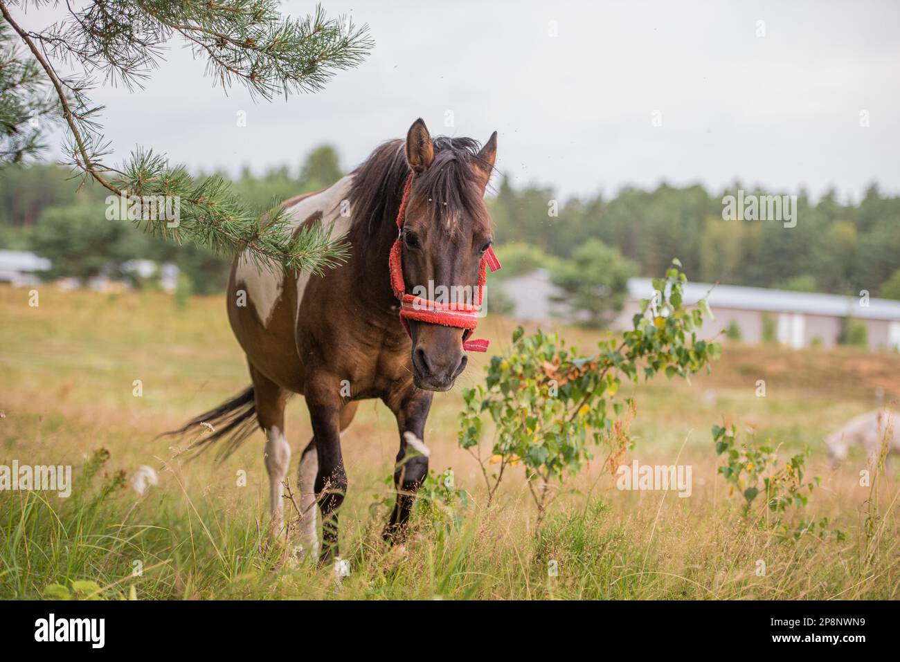 photo of Horse Stock Photo - Alamy