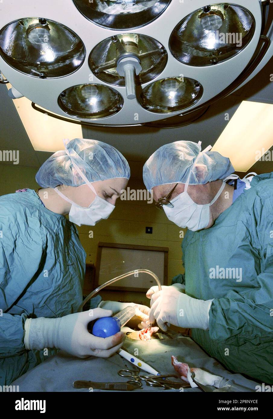 ** FILE ** Michael Pavletic, DVM, rights performs surgery on cat called ...