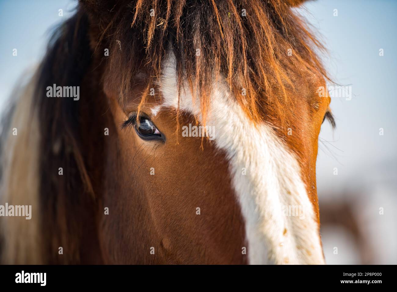 photo of Horse Stock Photo - Alamy