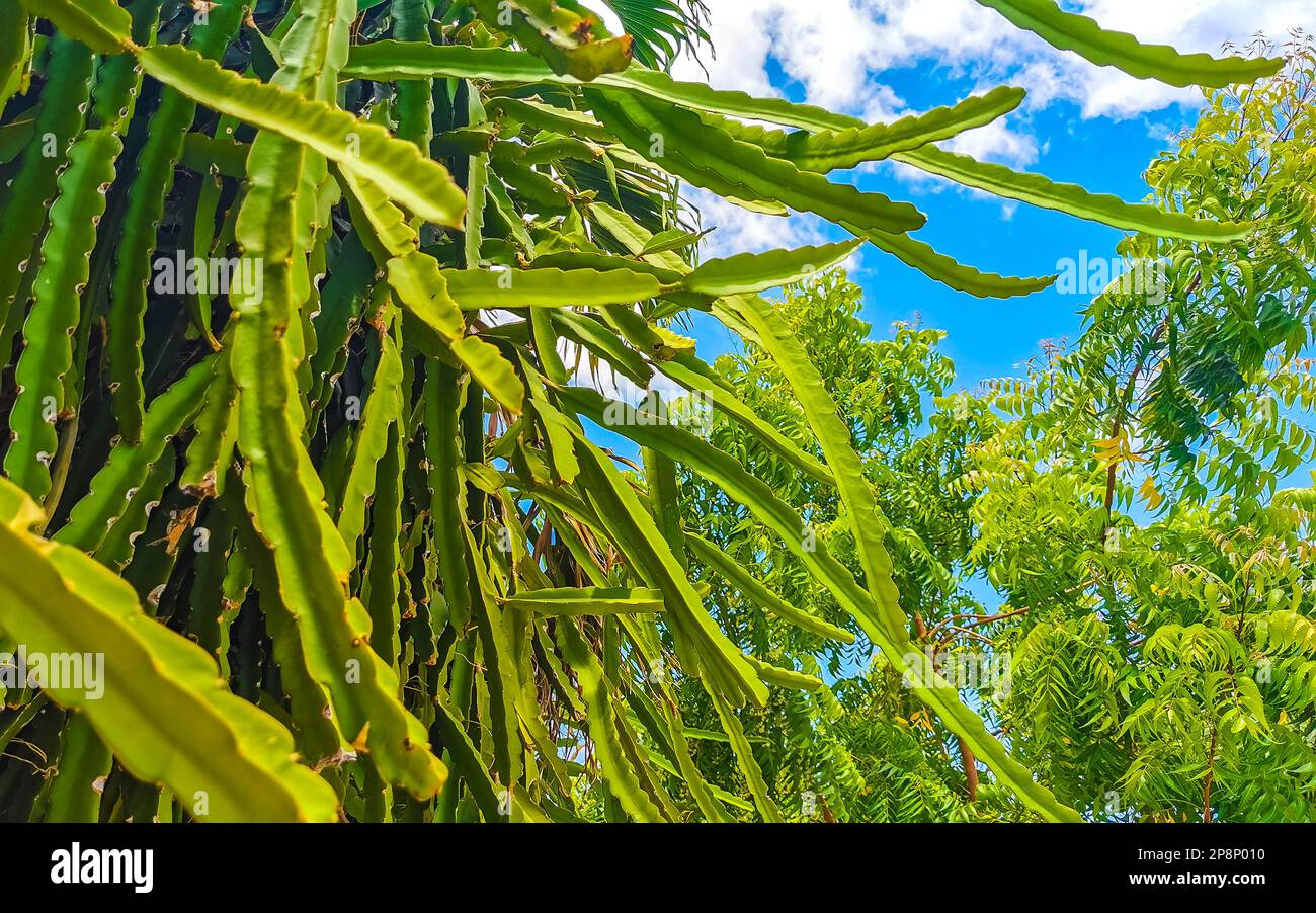Flower and plant of a dragon fruit Pitaya Pitahaya in Playa del Carmen ...