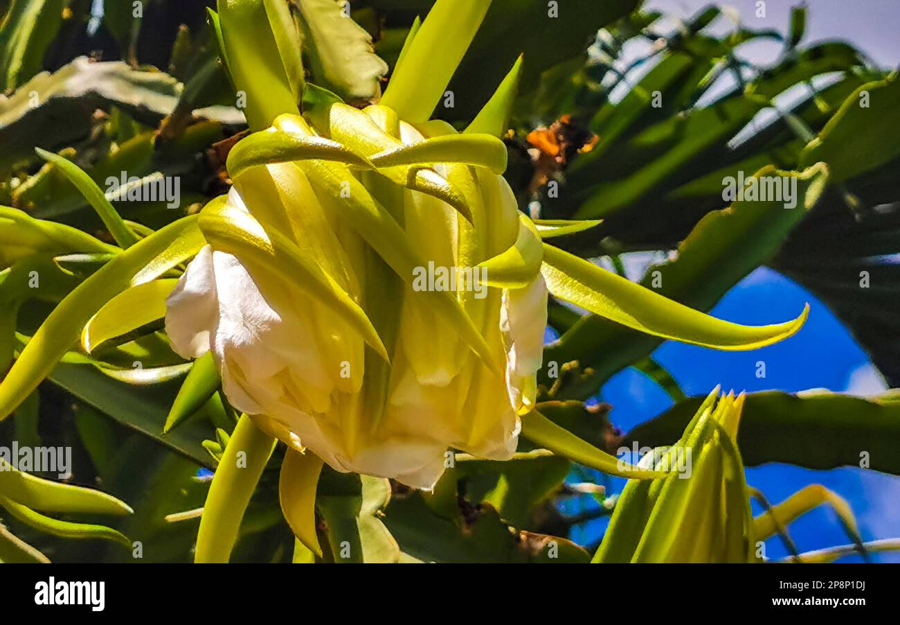 Flower and plant of a dragon fruit Pitaya Pitahaya in Playa del Carmen ...