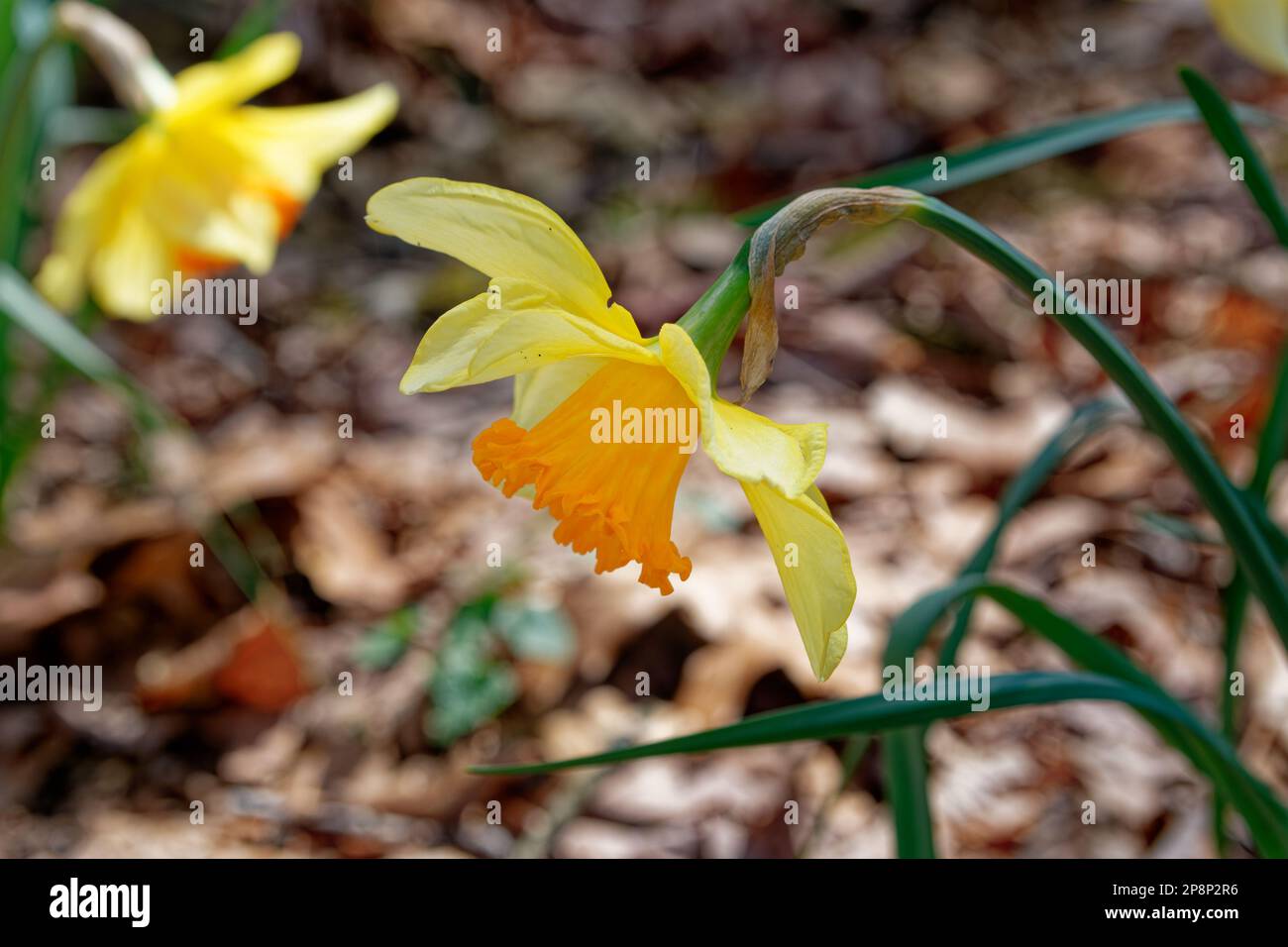 Closeup view of a daffodil flower yellow with a orange ruffled center hanging down with foliage ...