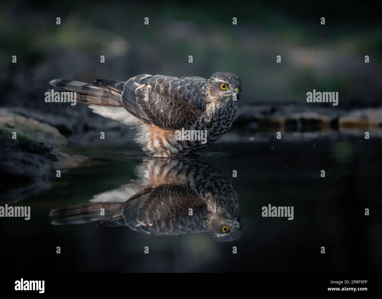 Sparrowhawk taking a bath, reflection Stock Photo - Alamy