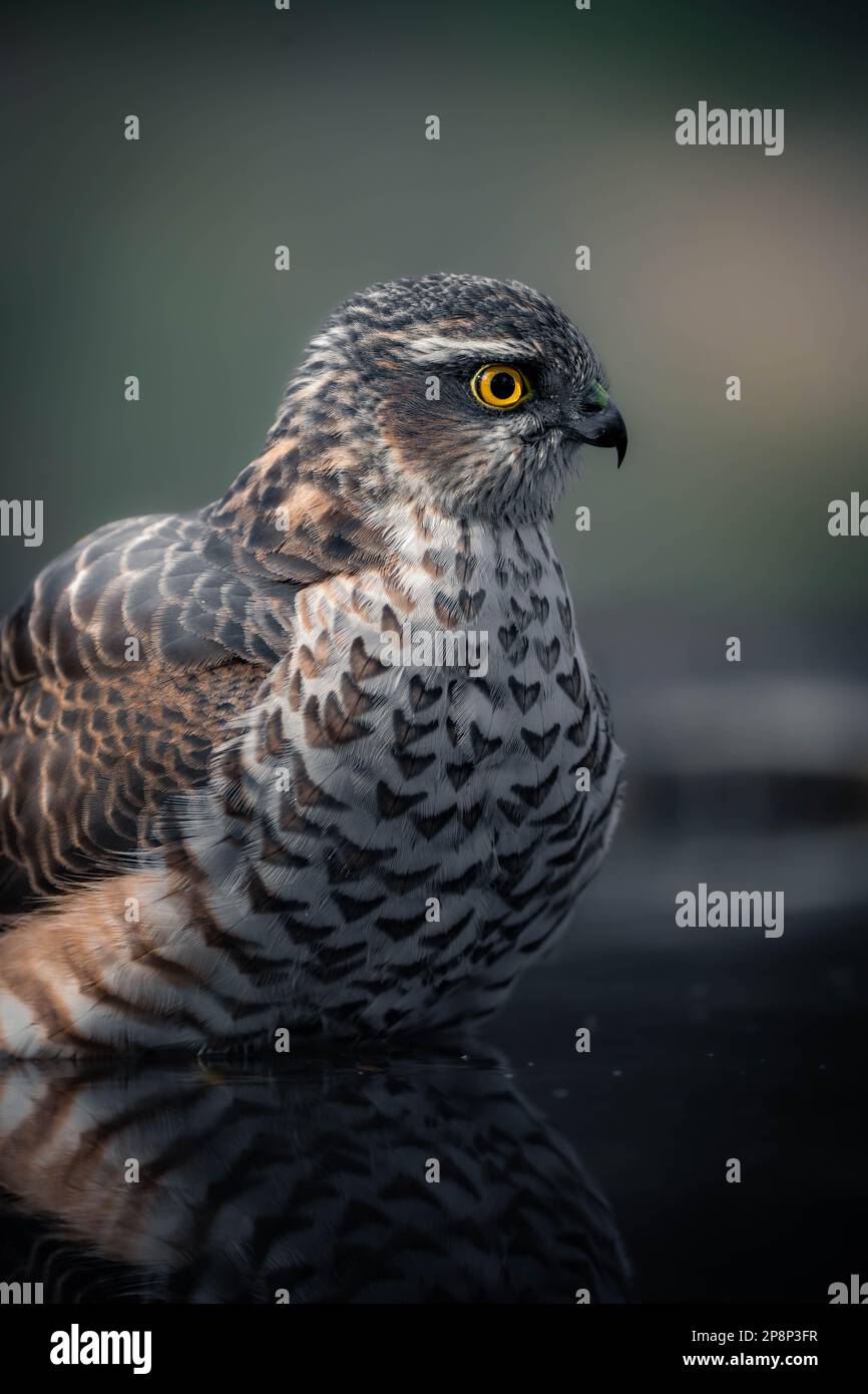 Close-up Profile of an sparrowhawk with blurry background Stock Photo ...
