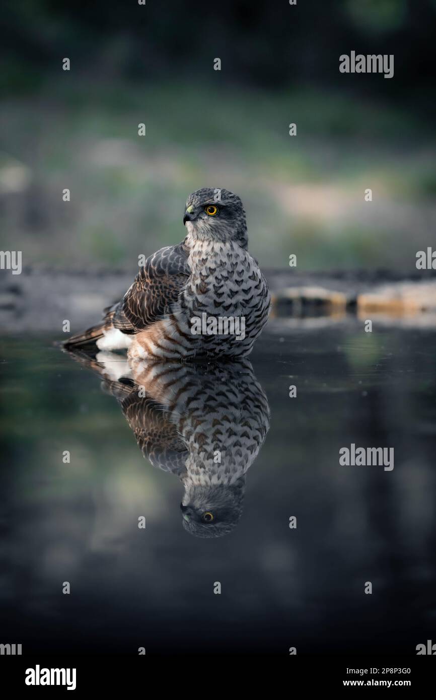 Sparrowhawk taking a bath on a pond with it's reflection on the water ...