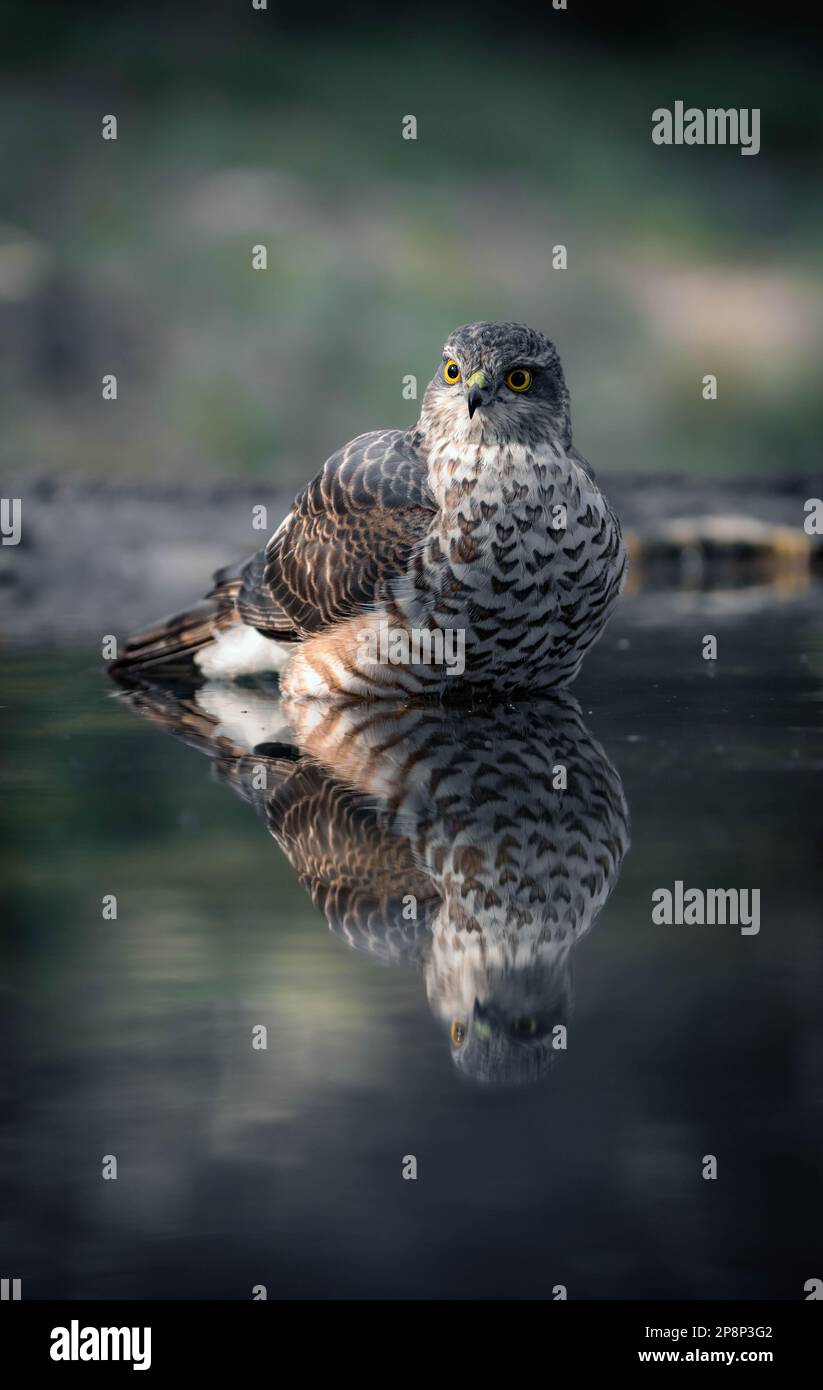 Sparrowhawk taking a bath on a pond with it's reflection on the water ...