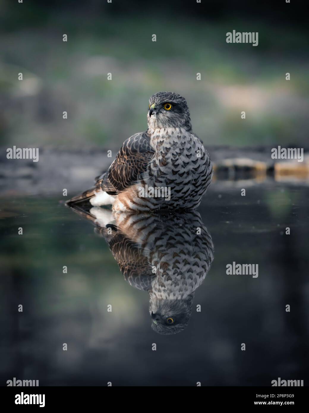 Sparrowhawk taking a bath on a pond with it's reflection on the water ...