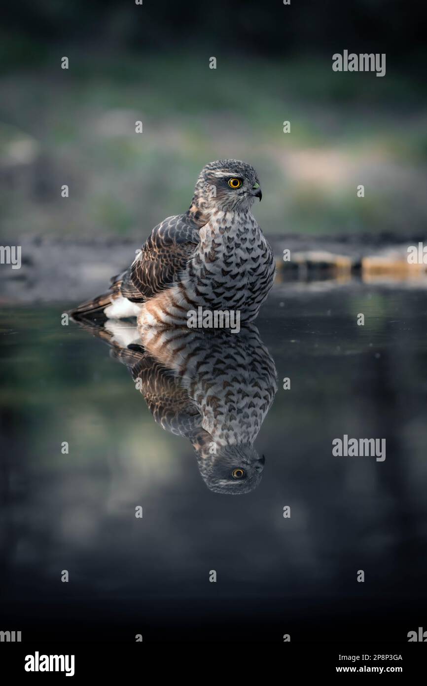 Sparrowhawk taking a bath on a pond with it's reflection on the water Stock Photo - Alamy