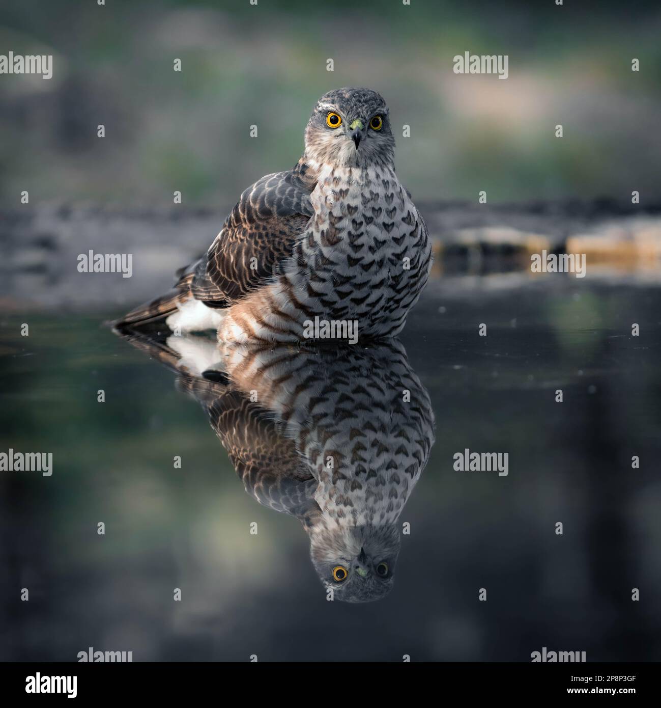 Sparrowhawk taking a bath on a pond with it's reflection on the water ...